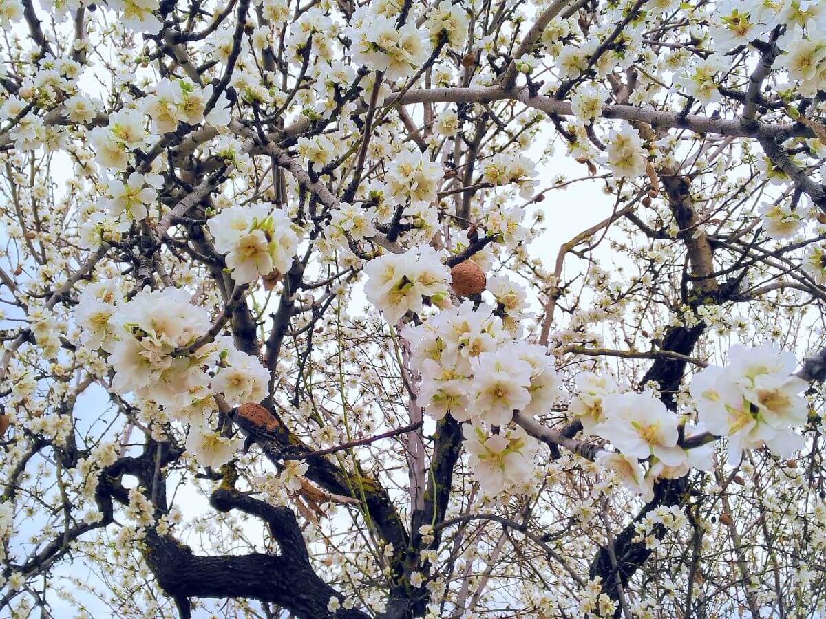Excursiones para ver los almendros en flor por Mallorca - Turisme Petit